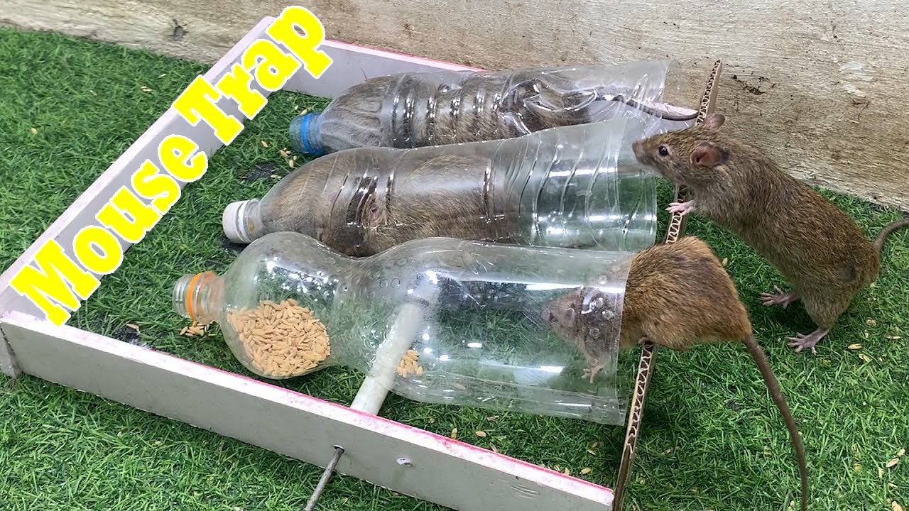 DIY mousetrap / The most effective mousetrap 2023 - YouTube