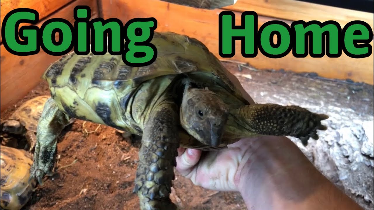 Say Goodbye to the Russian Tortoises - YouTube