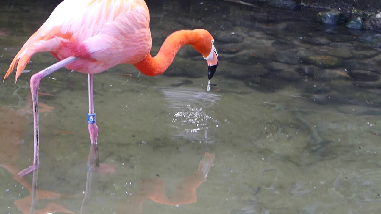 Flamingo Filtering on Surface at Gatorland 12/30/20 - YouTube