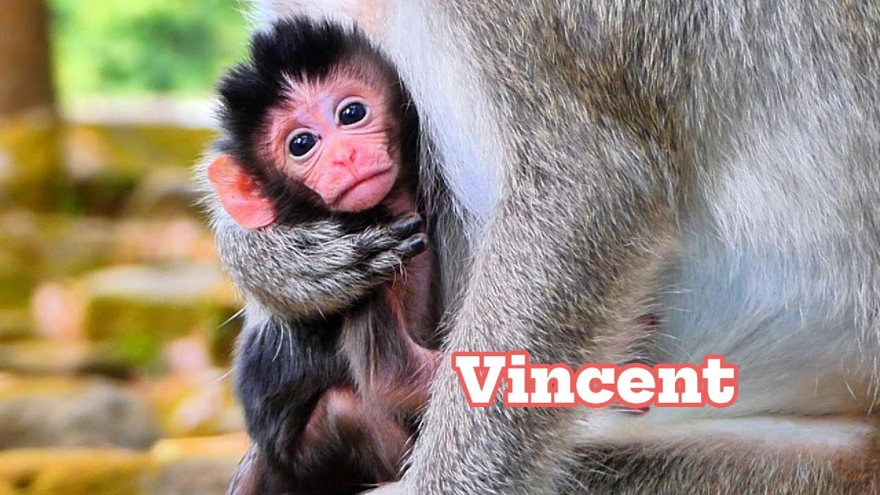 Tiny and Adorable! Baby Vincent’s Cuteness Will Brighten Your Day ...
