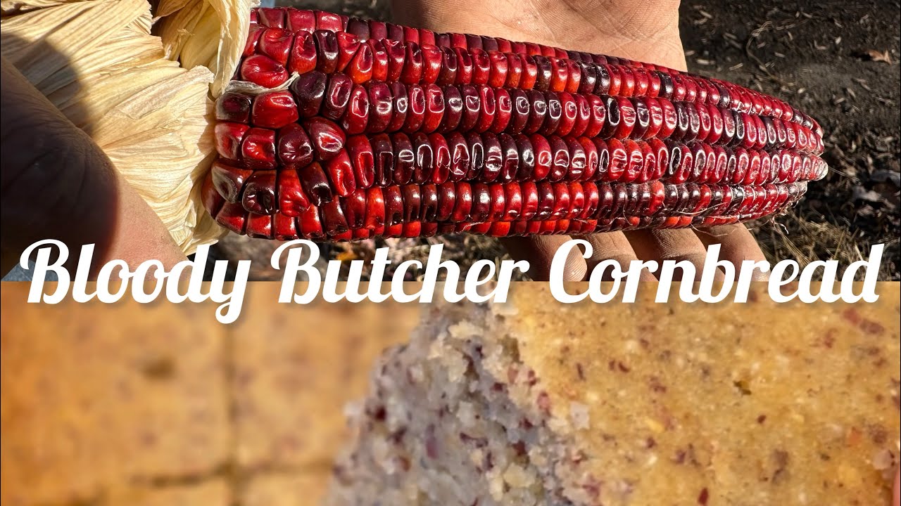 Bloody Butcher Corn! Harvesting to Cornmeal to Thanksgiving Cornbread ...