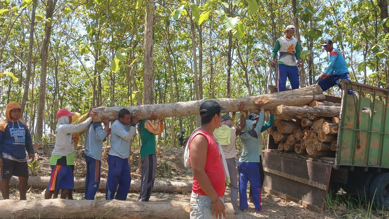 Langsung dimuat beramai-ramai kayu jati trubusan Galih full - YouTube