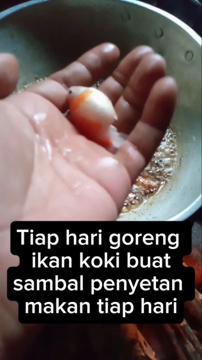 LALAPAN IKAN KOKI MASIH HIDUP || GORENG IKAN KOKI - YouTube