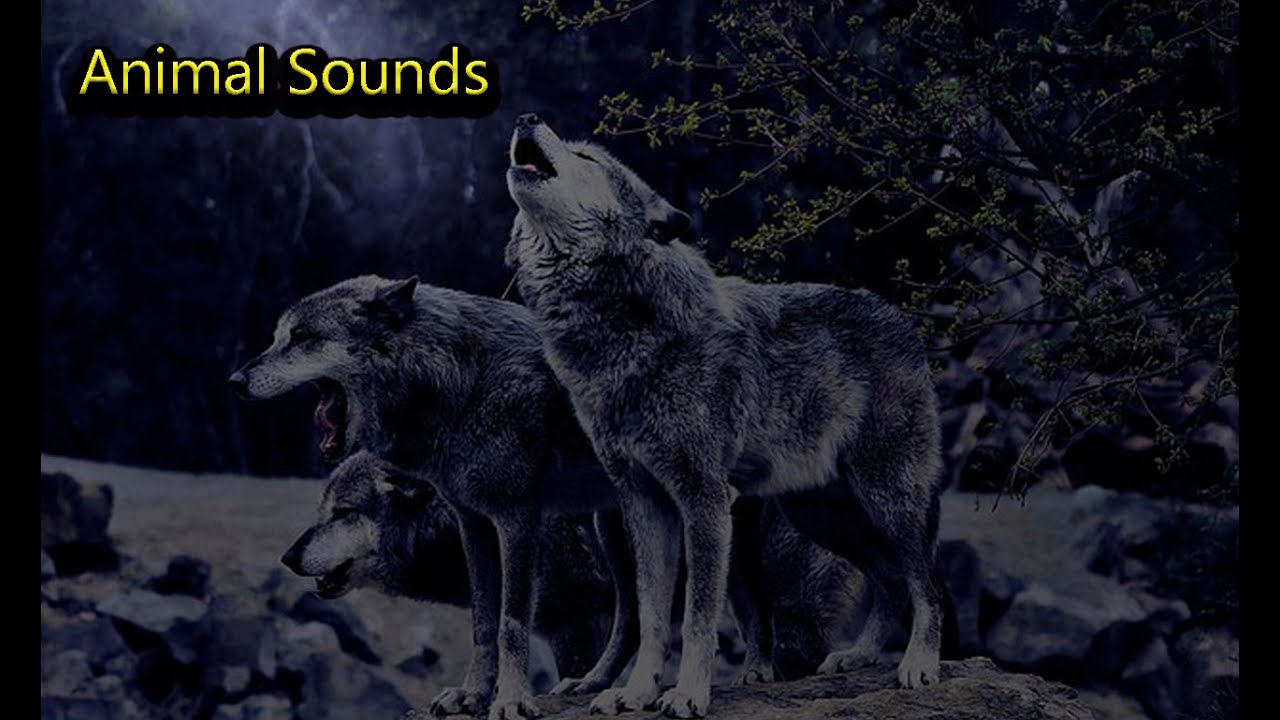 Animal Sounds for child, Hors, wolf sounds and song for baby - YouTube