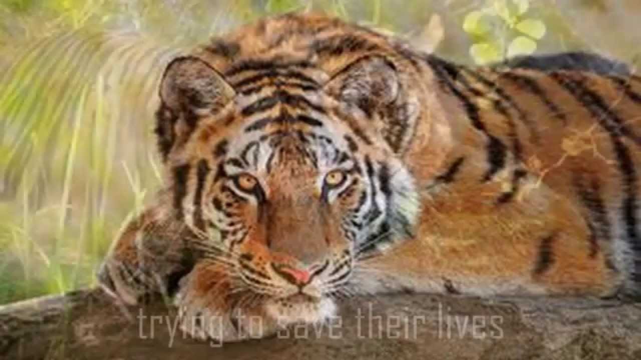 save tigers picture movie - YouTube
