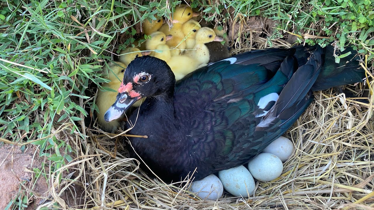 Amazing Beautiful 30Duckling Hatching Eggs with a Duck Mum _ Baby Duck ...