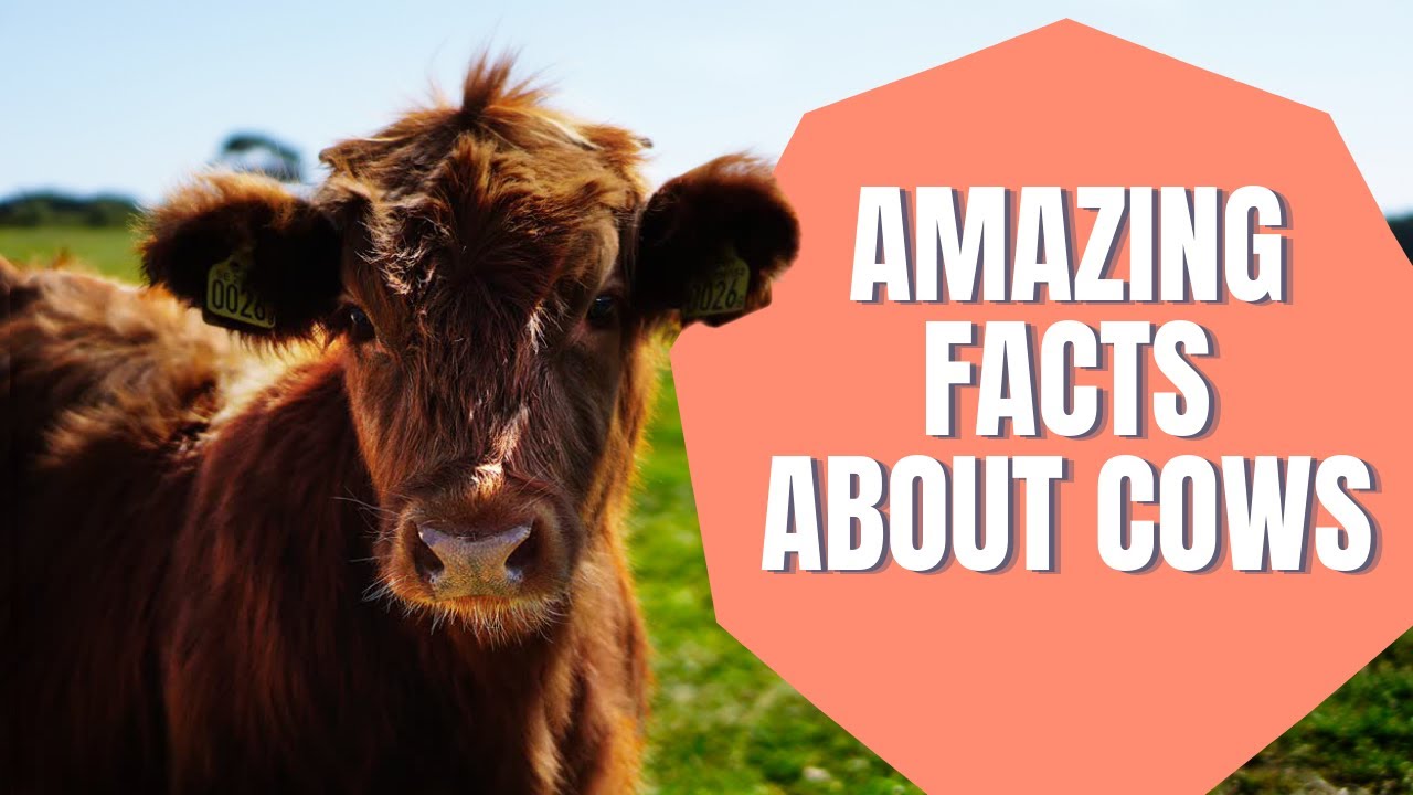 Cow Videos for Kids | Amazing facts about Cows | All about cows for ...