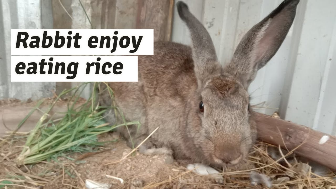Rabbit enjoy eating rice #rabbit - YouTube