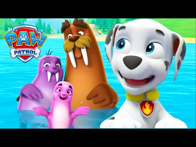 Walrus Rescue! - PAW Patrol - Cartoons for Kids - Videos For Kids