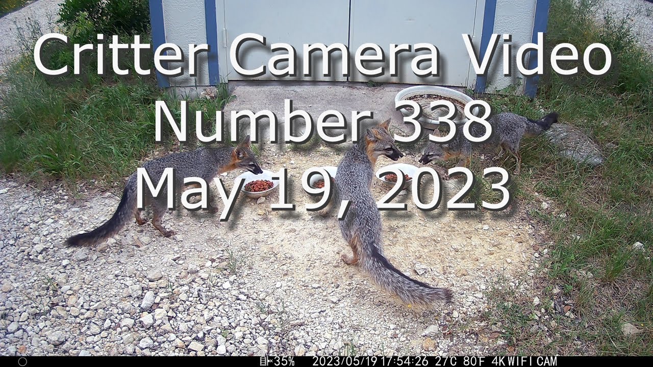 Critter Cam Video 338 May 19, 2023 in 4K #CritterCamera #TrailCamera ...