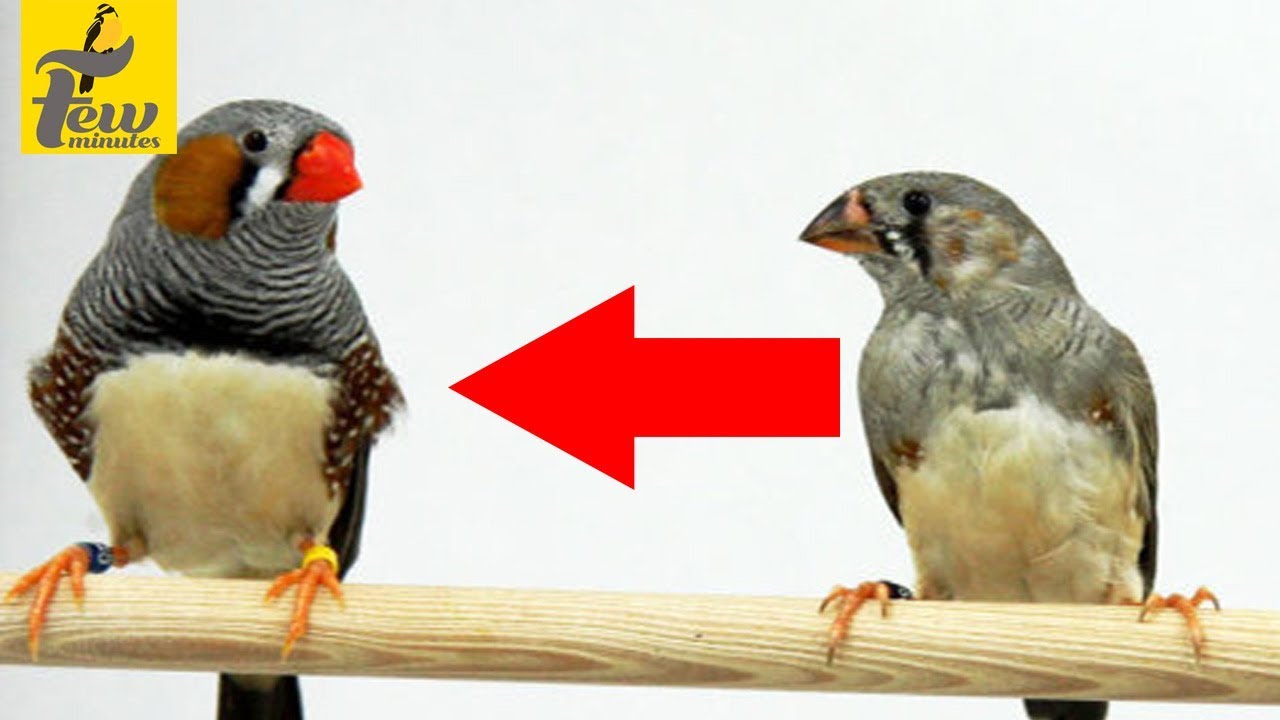 finches baby growth - YouTube