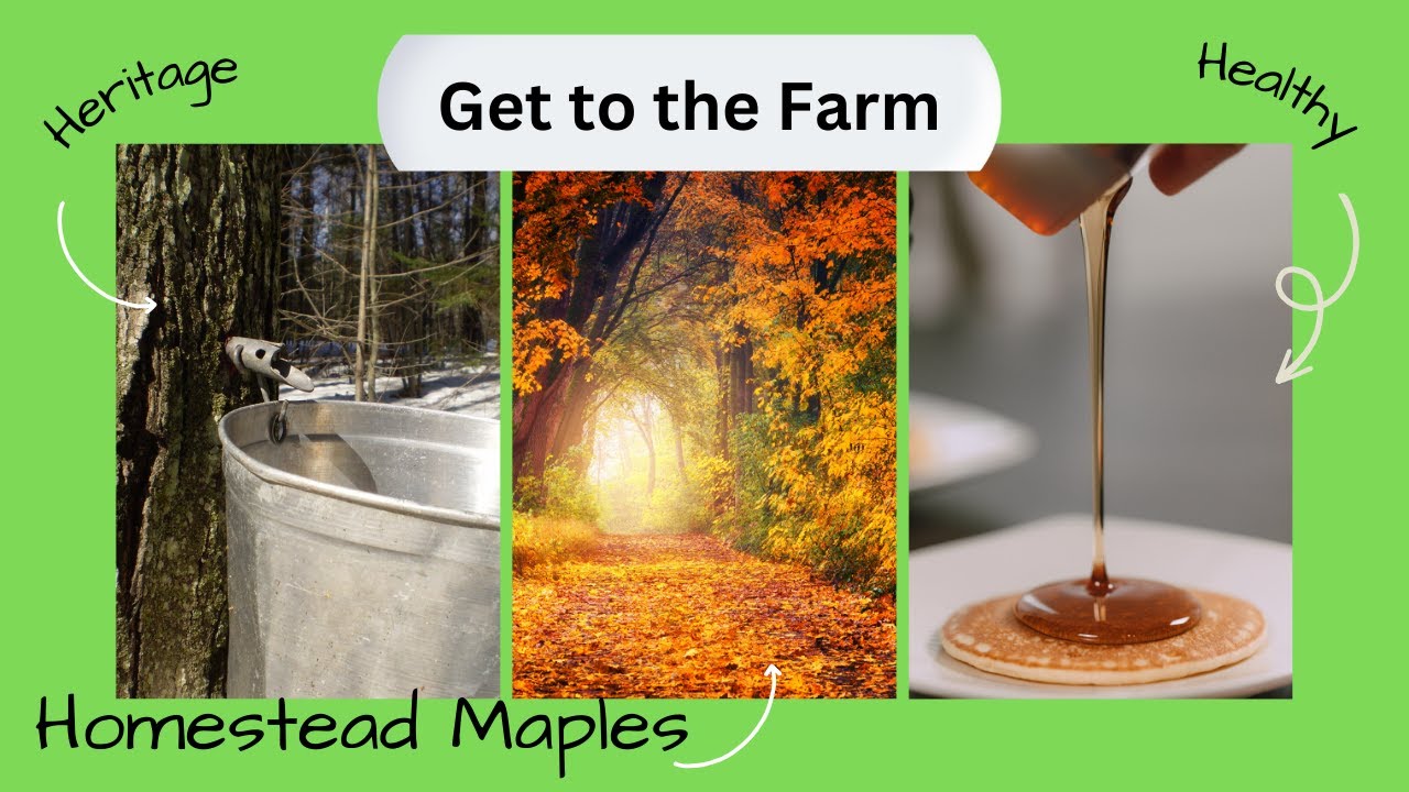 Homestead Maple Trees- Get to the Farm Bonus Visit - YouTube