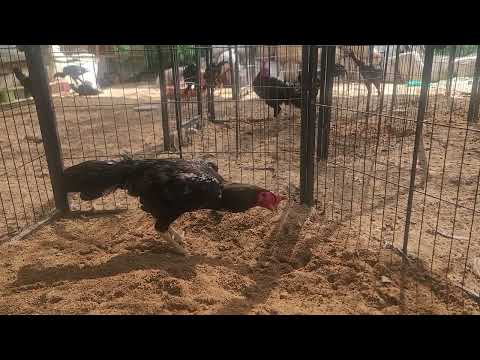 닭싸움, Shamo, 싸움닭, 大軍鶏, Индийские петухи-印度公雞-Hind xoruz,,Шамо, молодежь, Начало, года korea o shamo