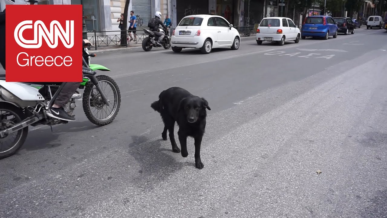 Παγκόσμια Ημέρα Αδέσποτων Ζώων: μια γιορτή υιοθεσίας στην Αθήνα - YouTube