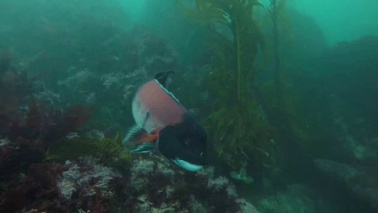 Male California Sheephead, Hopkins Marine Station - YouTube