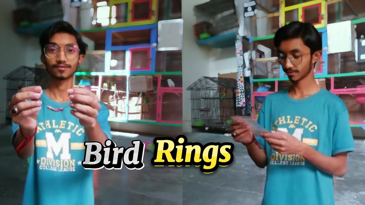 Love bird kay rings Ka order mil gaya 😜 | Rings for chicks | # ...