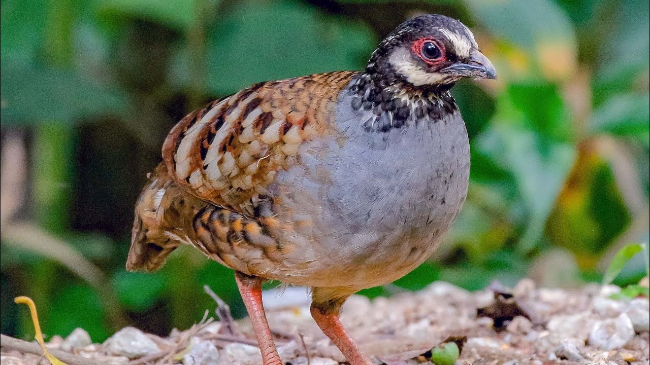 Malaysian Partridge (Arborophila campbelli) call and song - YouTube