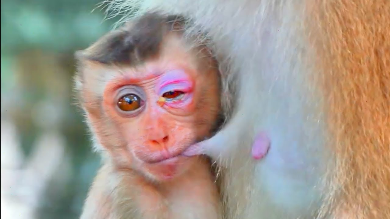 My God ! P0or baby Monkey Sacky gets sucking milk sad face - cos he has ...