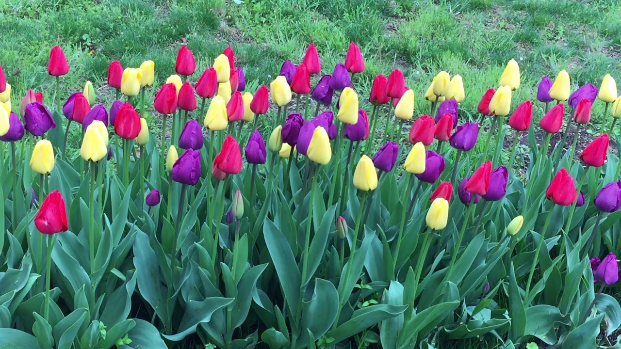Purdy® Tulip Blend | Bulbs in Bloom - YouTube
