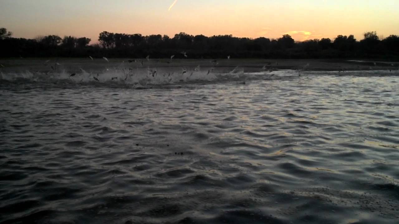 Flying Asian Carp on the Missouri River - YouTube