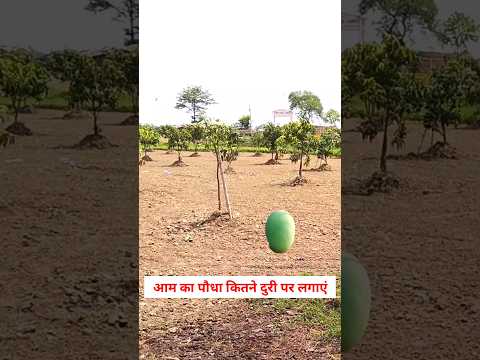 आम कितने दूरी पर लगाएं 🥭 aam ki kheti | aam kitne duri per lagaen #aam
