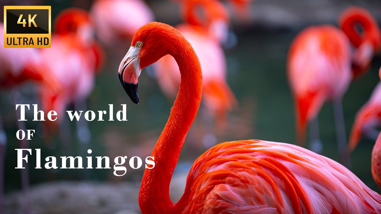 Film 4K the colorful world of flamingos - Relaxing piano music healing ...