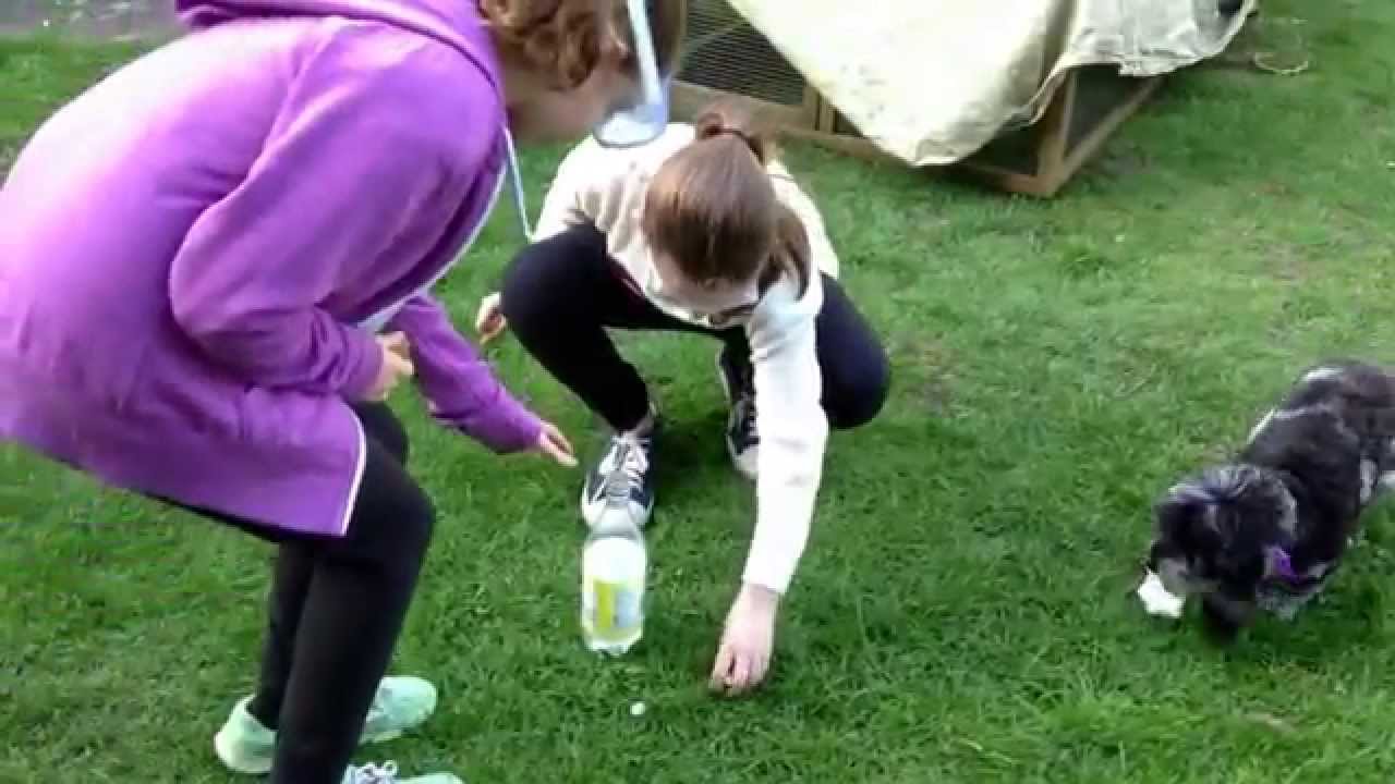 Lottie&Anna try the lemonade and mentos experiment!! CaUtion,EXPLOSIONS ...
