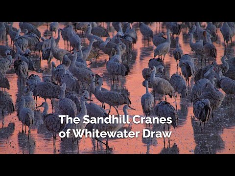 A Day With The Sandhill Cranes Of Whitewater Draw Arizona - YouTube