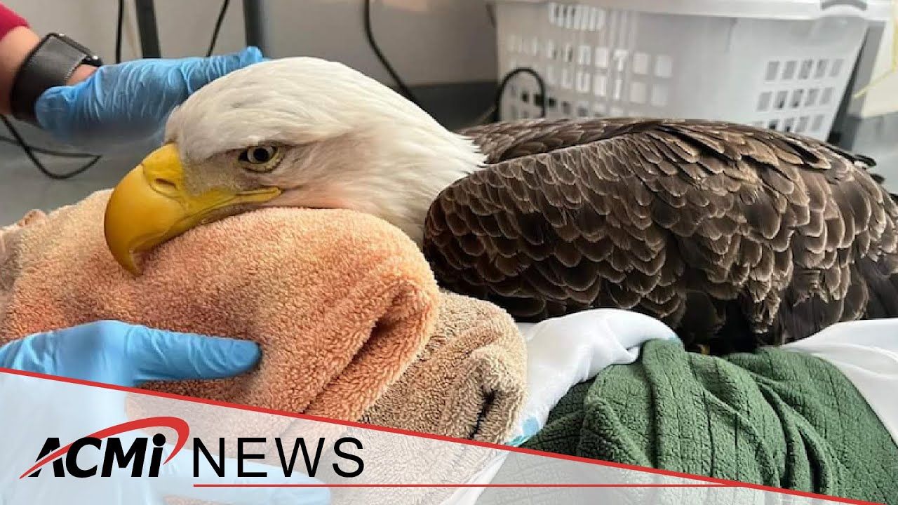 MK, Arlington's Beloved Bald Eagle Dies - YouTube