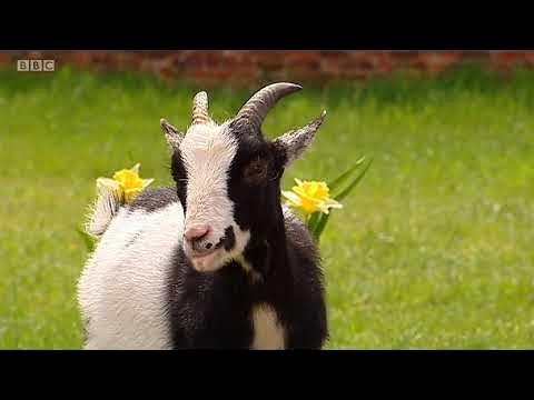 Big Barn Farm Series 1x05 Petal and Gobo Fall Out - YouTube