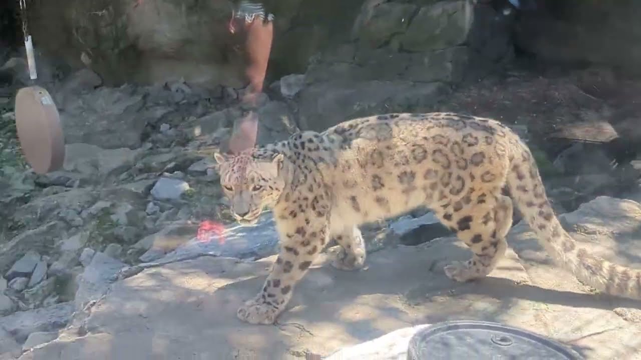 🔴 IRL at the Cincinnati Zoo | Vlog and Review - YouTube