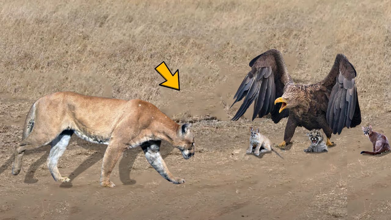 ÁGUIA ATACA O FILHOTE DO PUMA ERRADO,INACREDITÁVEL. - YouTube