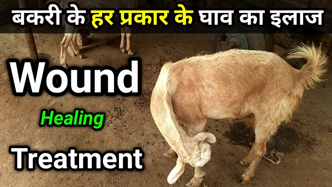 goat wound treatment बकरी के घाव का इलाज bakri ke ghav ka ilaj ...