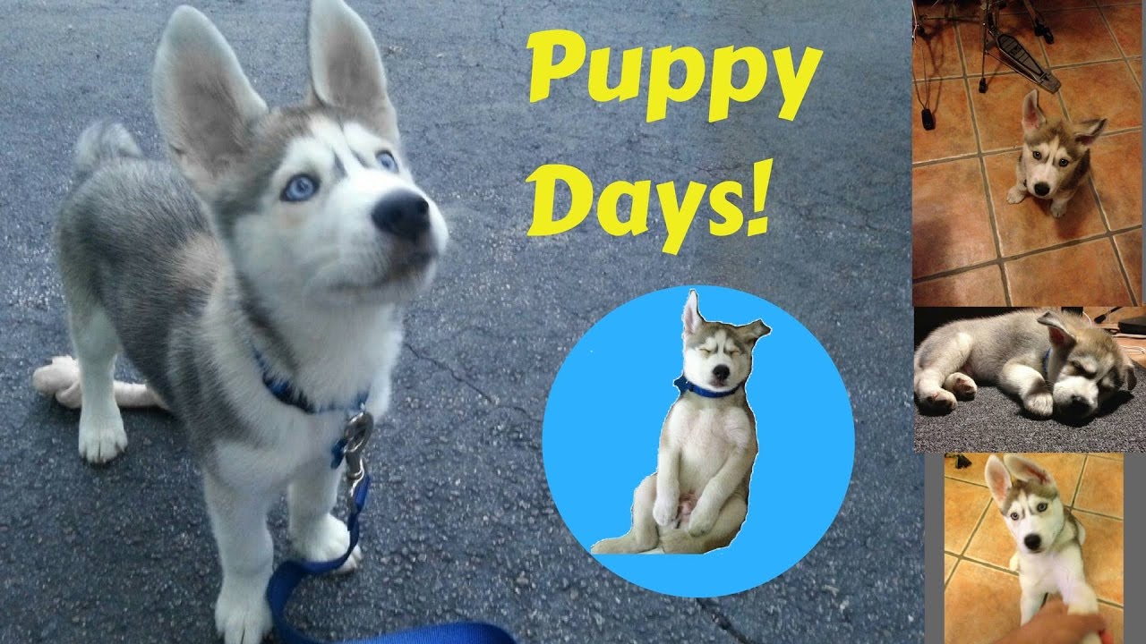 My husky As a Puppy! - Gohan's Puppy Days! - YouTube