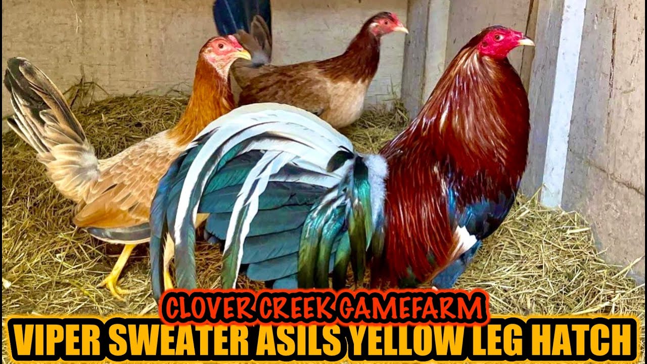 Viper Sweater Asils Yellow Leg Hatch ~ CLOVER CREEK GAMEFARM - YouTube