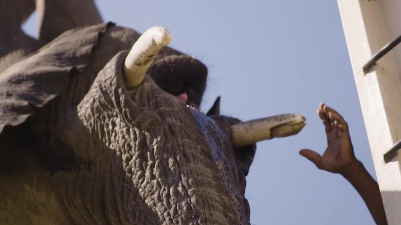 Elephant Translocation As Never Seen Before - YouTube