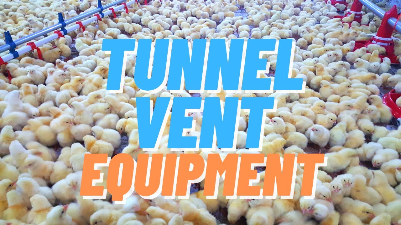 How tunnel vent poultry equipment work (tagalog) - YouTube
