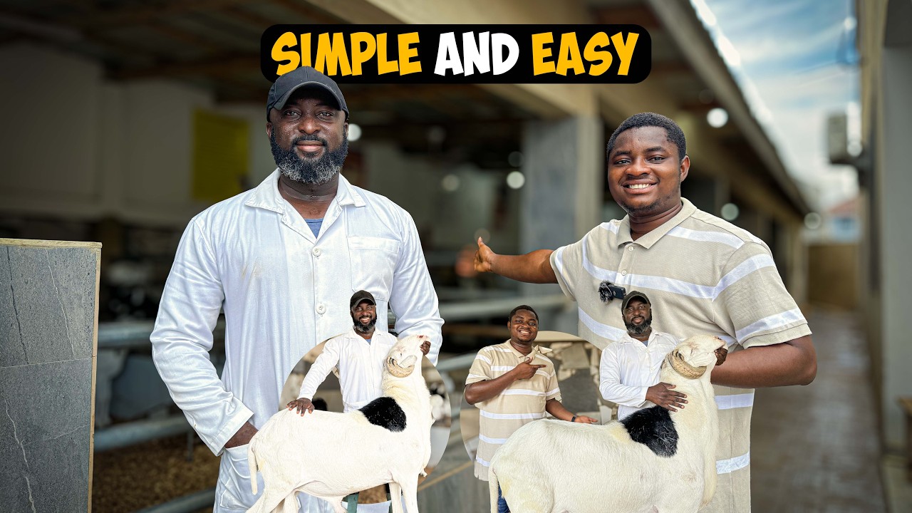 Sheep Farming Explained | How To Start As A Beginner and Scale Up ...