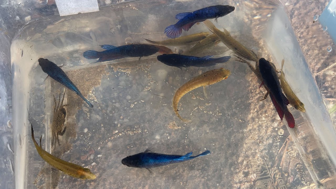 Collecting fish in winter rivers in Cambidia. Found Beautiful Betta ...