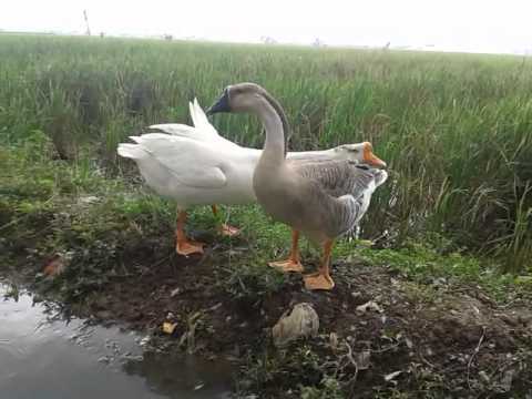 Angsa Marah di pinggir sawah - YouTube