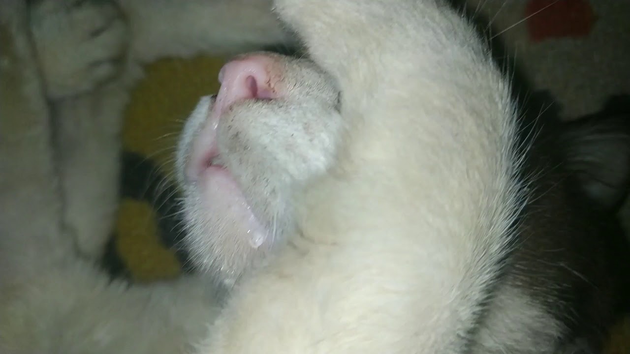 GATO BABANDO DORMINDO NO - YouTube