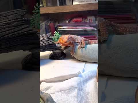 Lolol!! Smoulder wins the “goofy sleeping position on a Wednesday ...