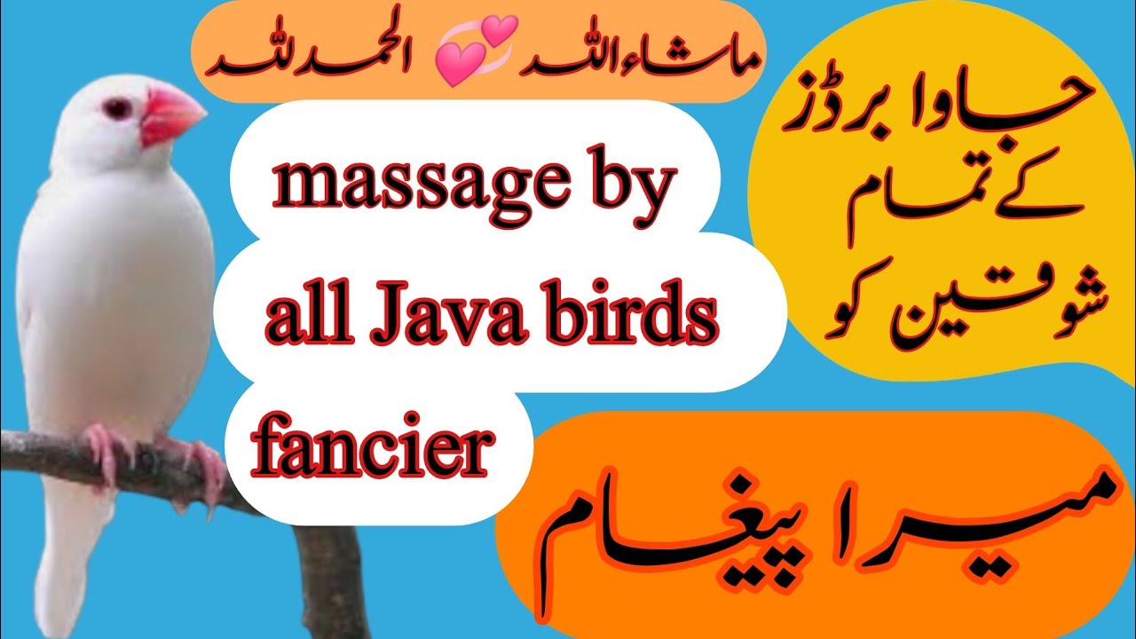 java birds information video/massage by all Java birds fancier 💞 - YouTube