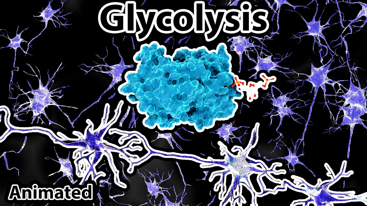 Glycolysis - The splitting of sugar! - YouTube