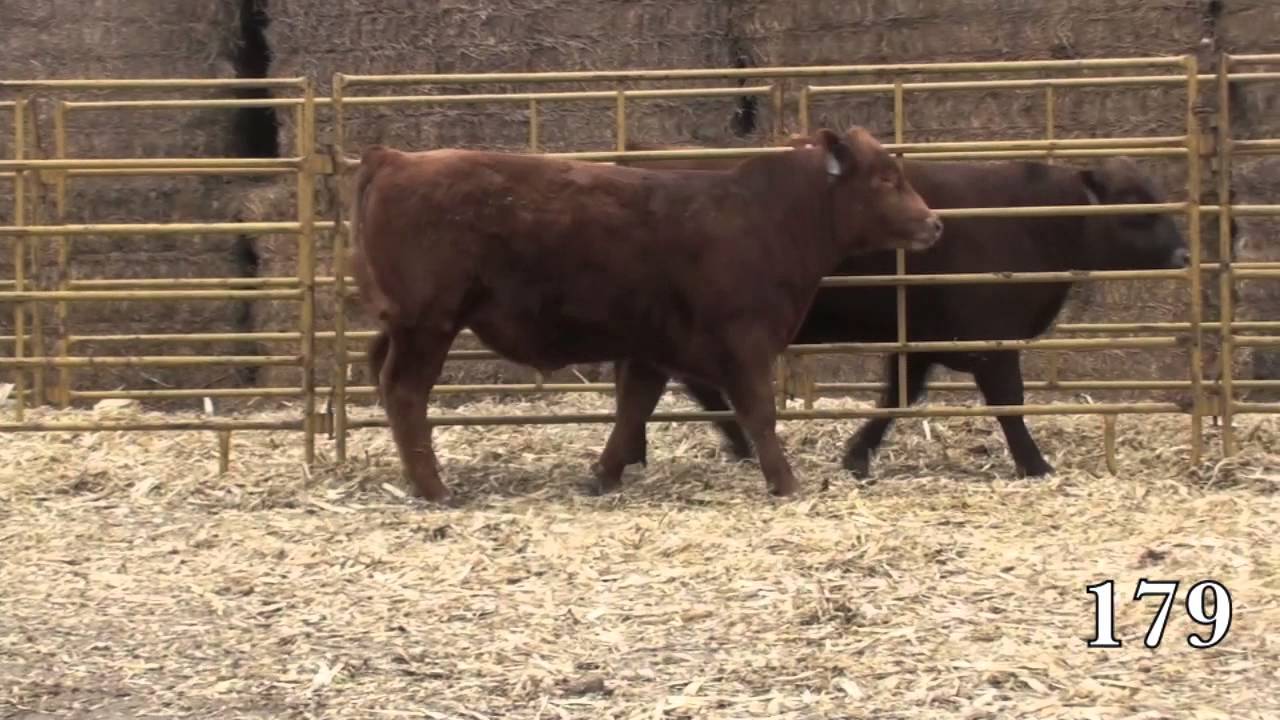 Beckton Red Angus 2014 Sale Lot 179 - YouTube