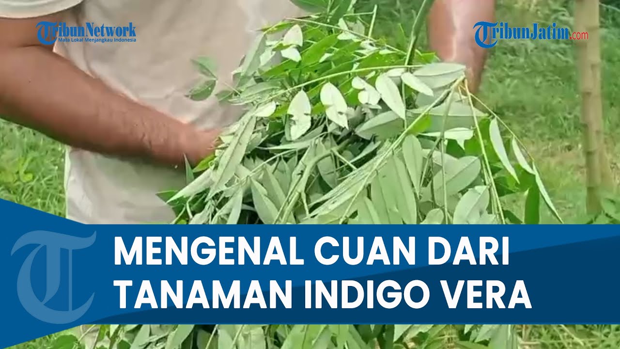 SUDAH MASUK PASAR PAKAN NASIONAL, Tanaman Indigo Vera Datangkan Untung ...