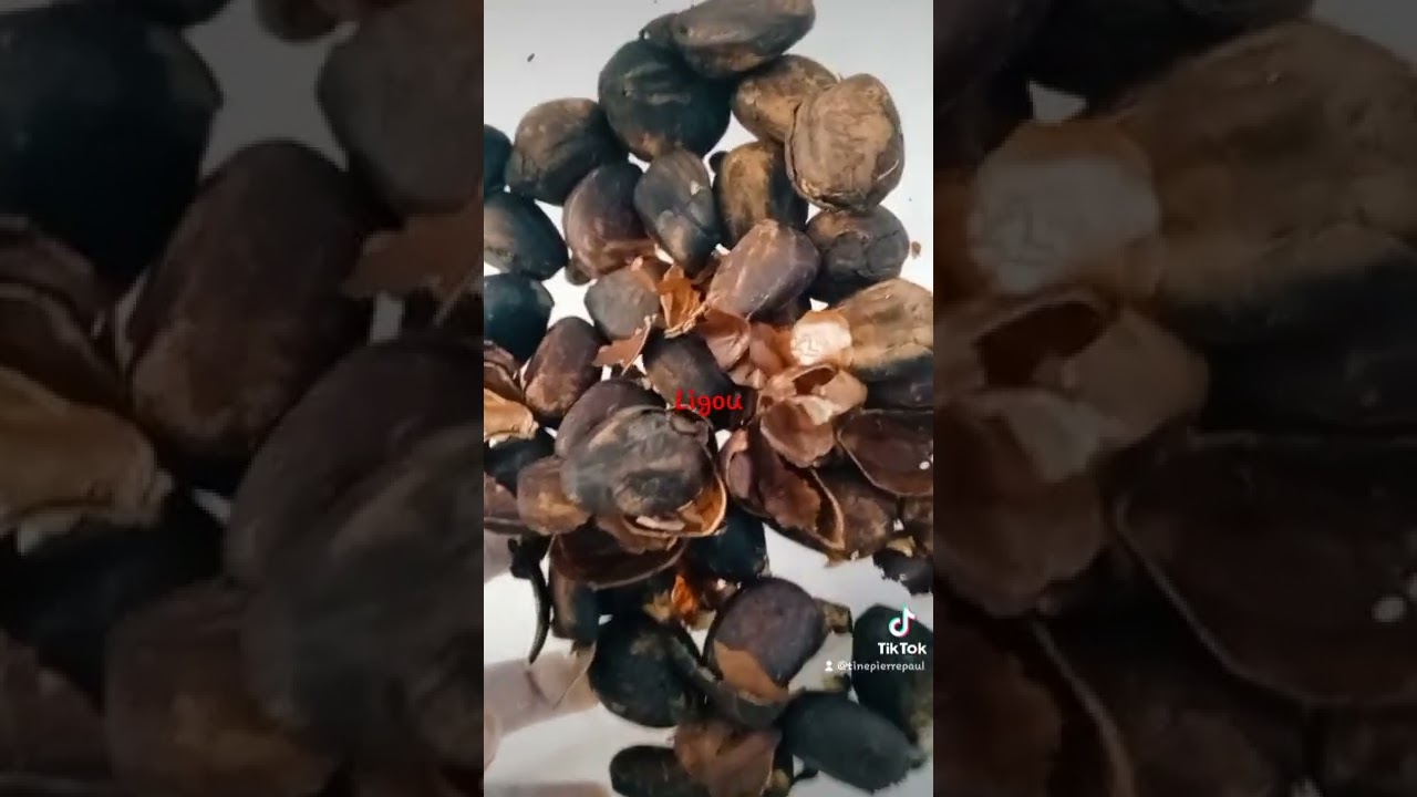 labapen bouyii - YouTube