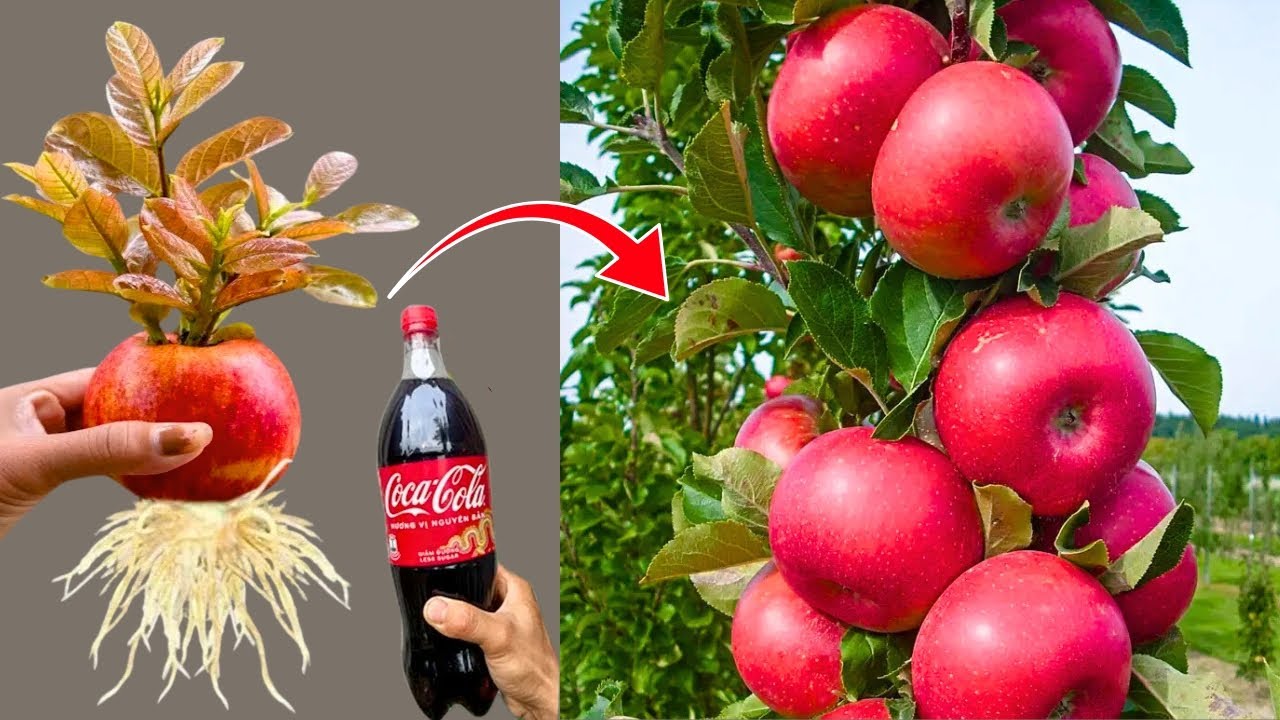 How to Grow an Apple Tree from an Apple at Home 🍎 | Step-by-Step Guide ...