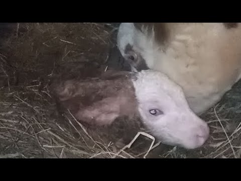 Krowa Simental urodzila cielaczka - YouTube