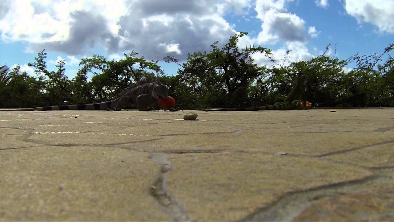 GoPro - Lunch Time - YouTube